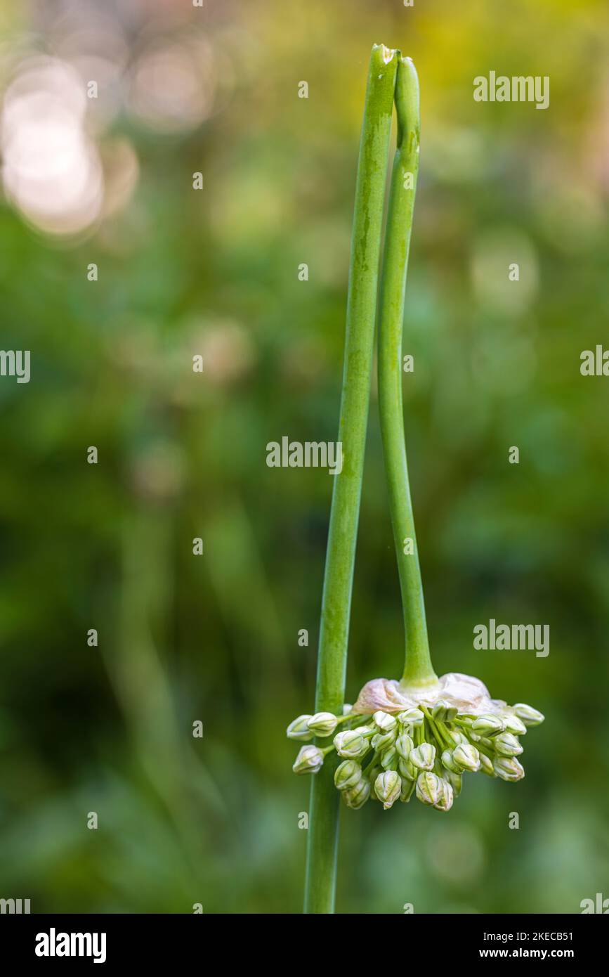Leek bud, allium, snapped off Stock Photo - Alamy