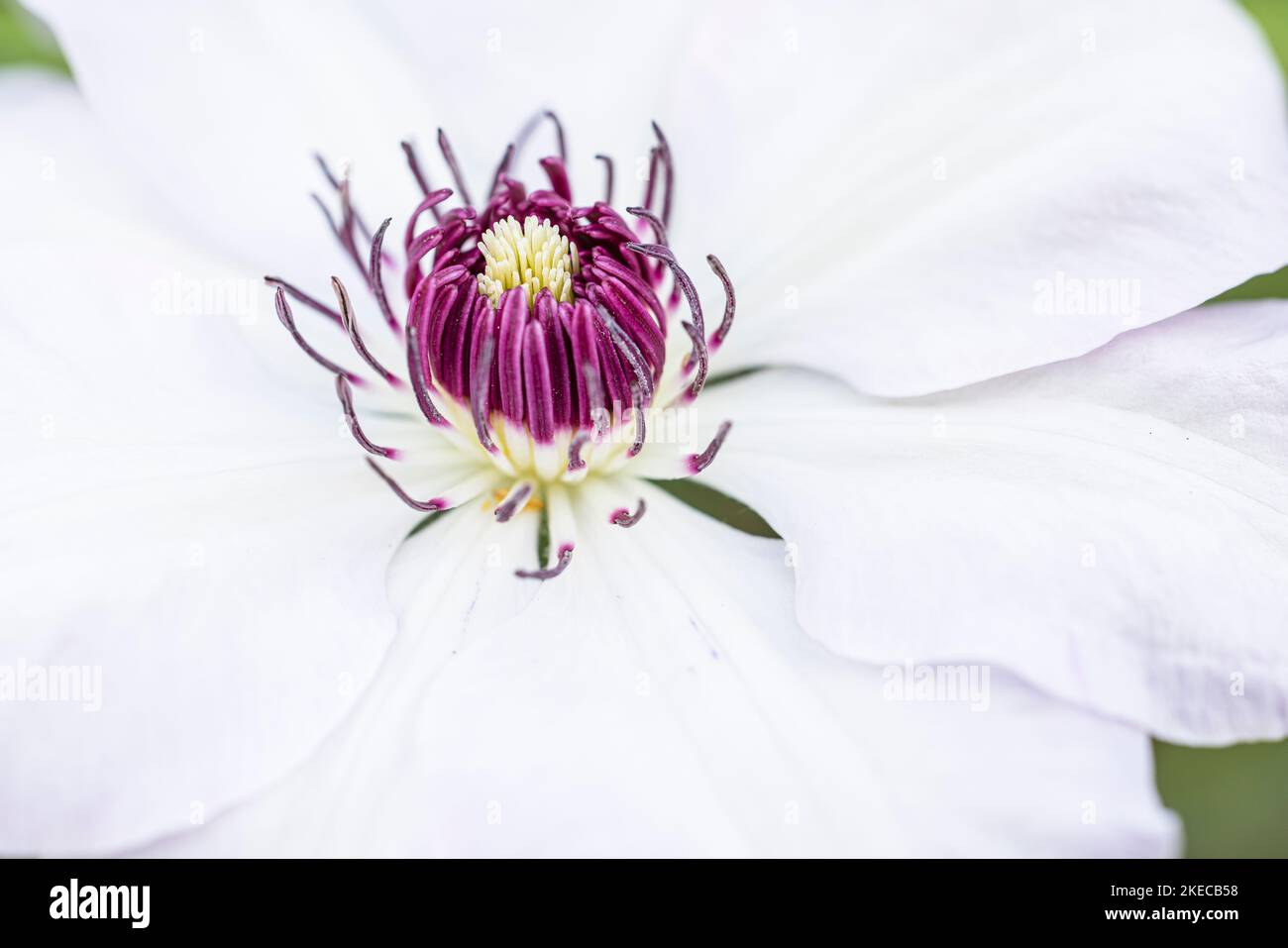 Clematis flower, close-up Stock Photo - Alamy