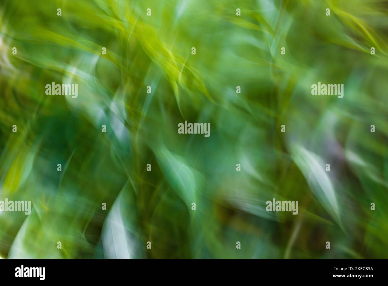 Garden, abstract, wallpaper Stock Photo - Alamy