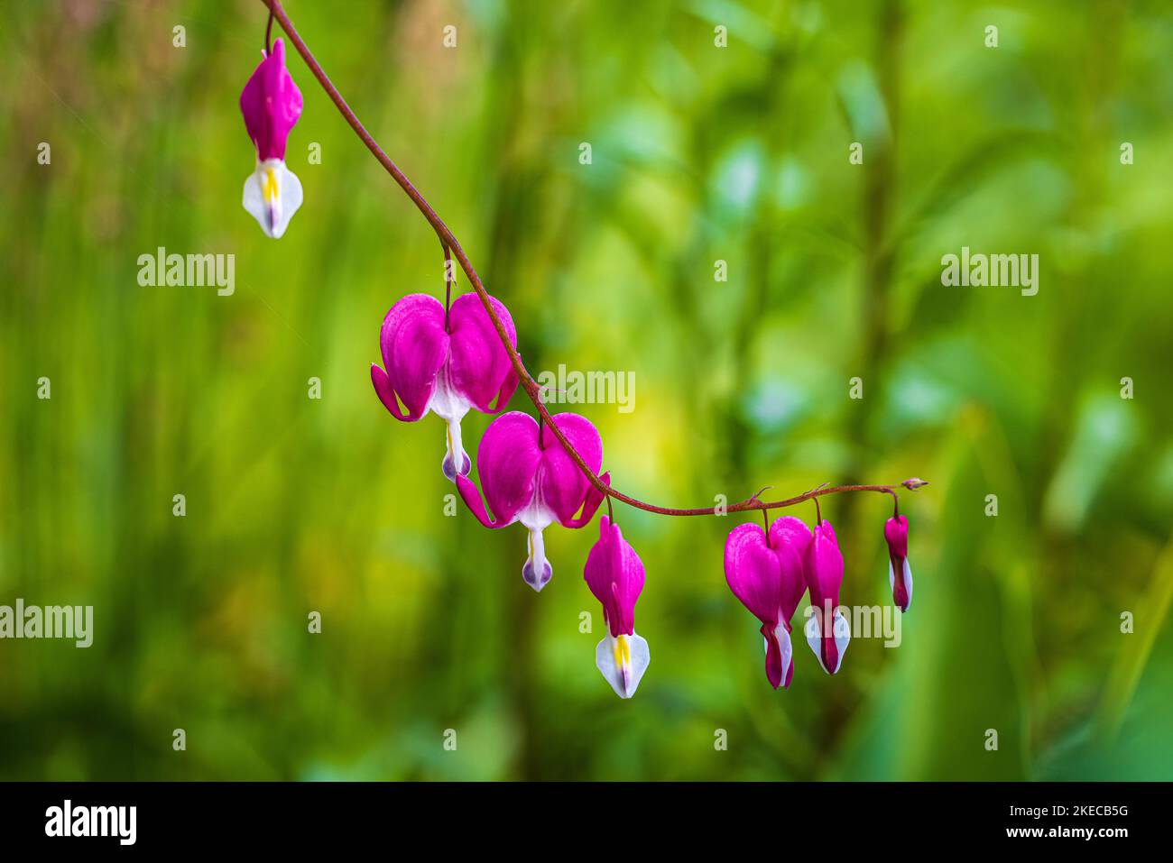 Heart close up hi-res stock photography and images - Alamy