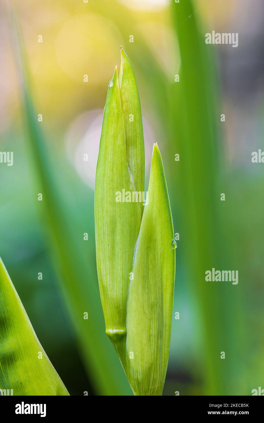 Marsh iris, water iris or yellow iris, Iris pseudacorus, flower, bud ...