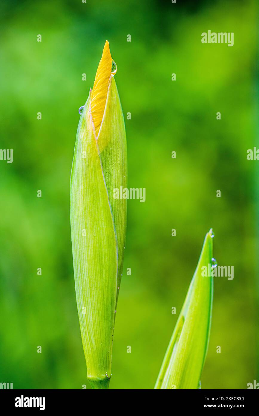Marsh iris, water iris or yellow iris, Iris pseudacorus, flower, bud ...