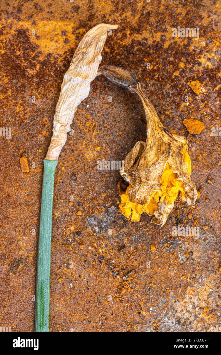 A faded daffodil on rusty metal background, floral still life Stock ...