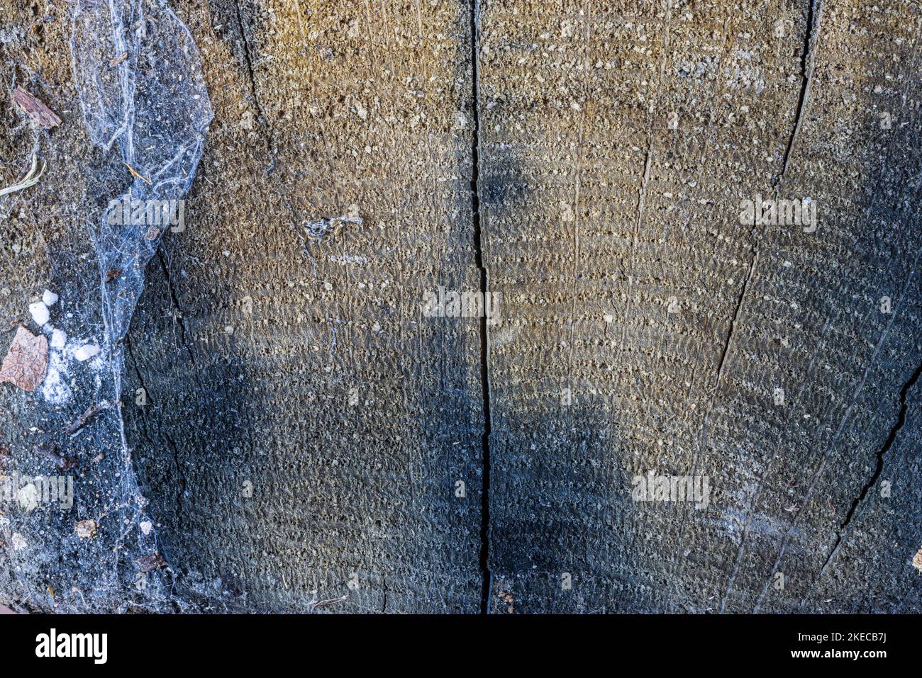 Rips pattern hi-res stock photography and images - Alamy