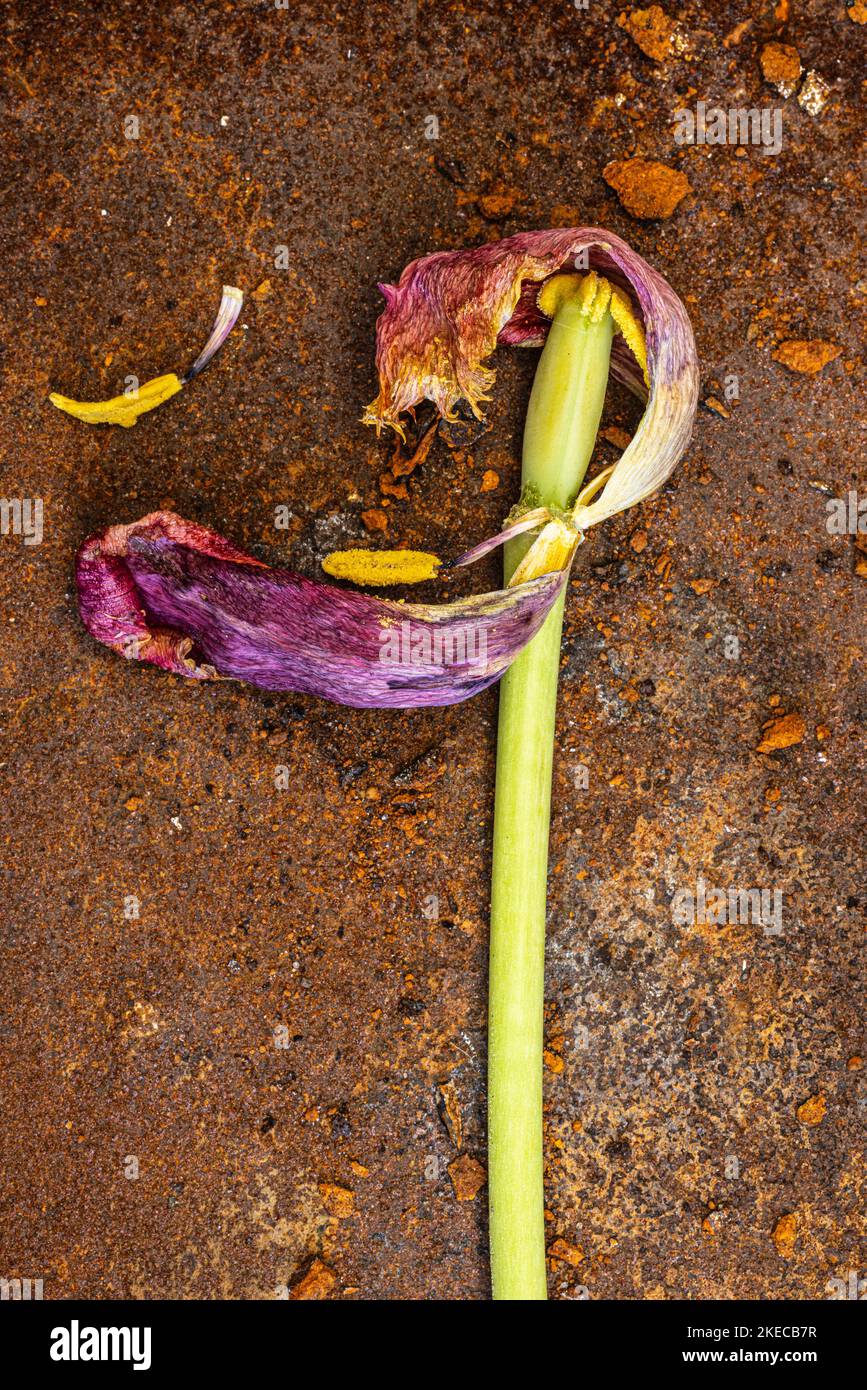 A faded tulip on rusty metal background, floral still life Stock Photo ...