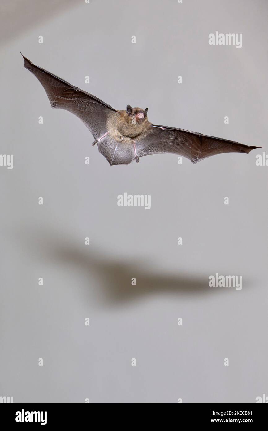 soprano pipistrelle, Pipistrellus pygmaeus, in flight Stock Photo - Alamy