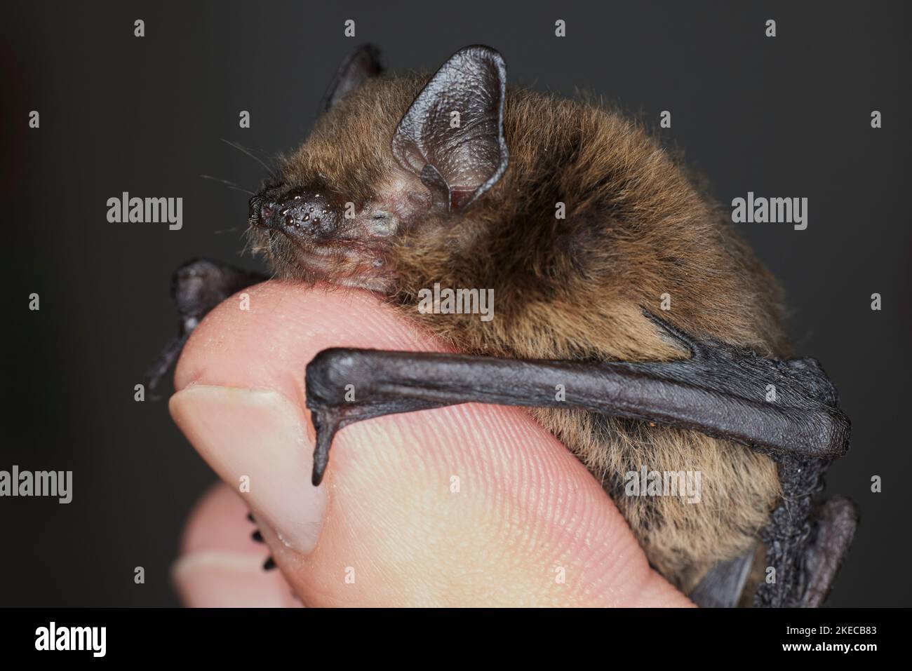 Bat, common pipistrelle, Pipistrellus pipistrellus Stock Photo - Alamy