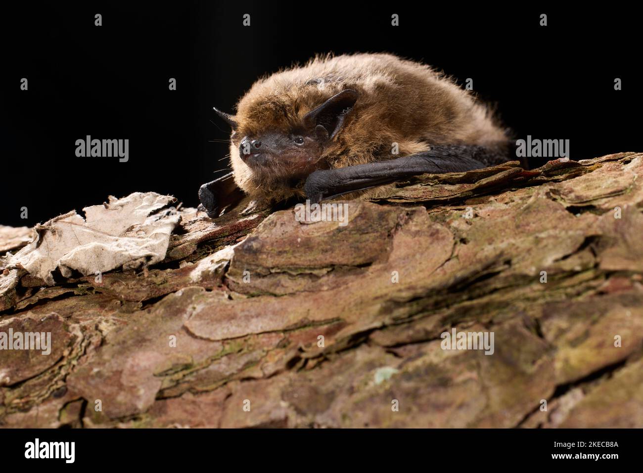 soprano pipistrelle, Pipistrellus pygmaeus Stock Photo - Alamy