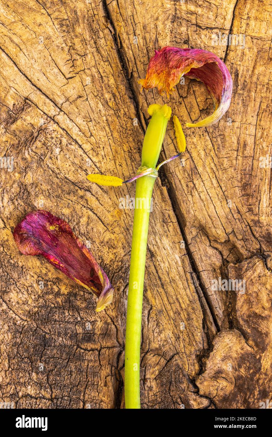 A faded tulip on wooden background, floral still life Stock Photo - Alamy