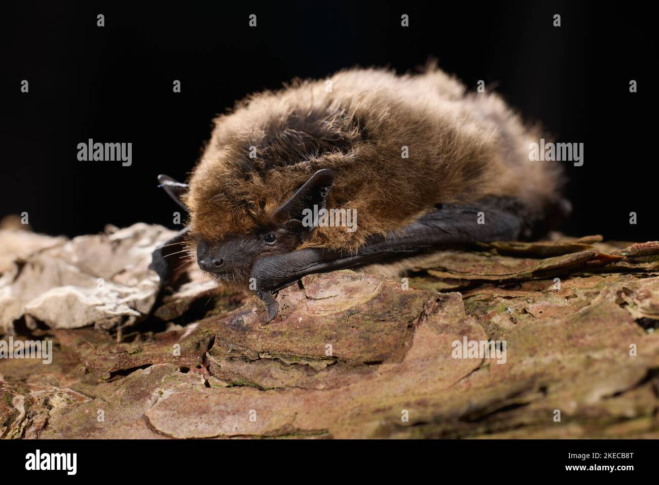 soprano pipistrelle, Pipistrellus pygmaeus Stock Photo - Alamy