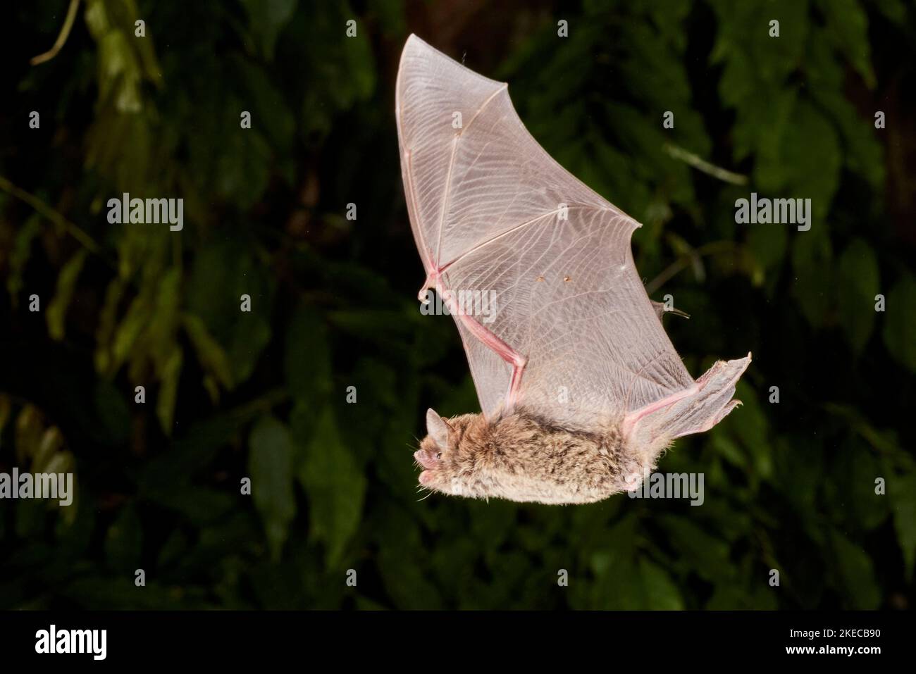Daubenton's bat, Myotis daubentonii, in flight Stock Photo - Alamy