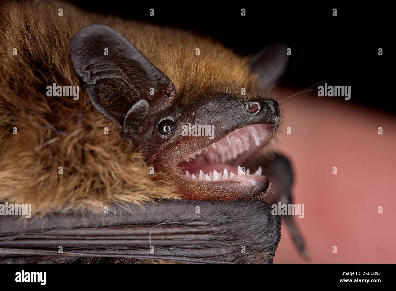 soprano pipistrelle, Pipistrellus pygmaeus, mouth, dentition Stock ...