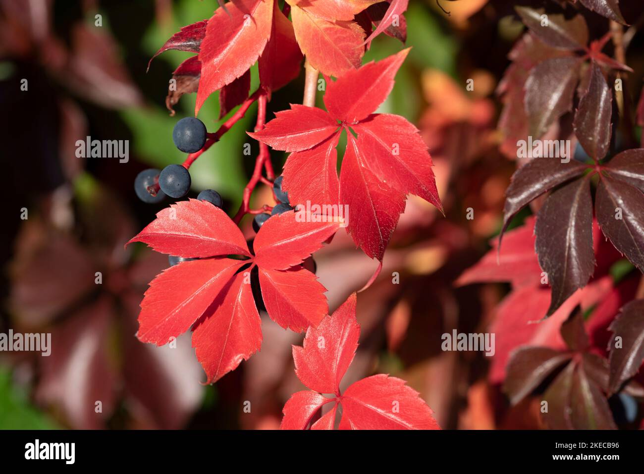 Tinted autumn leaves hi-res stock photography and images - Alamy