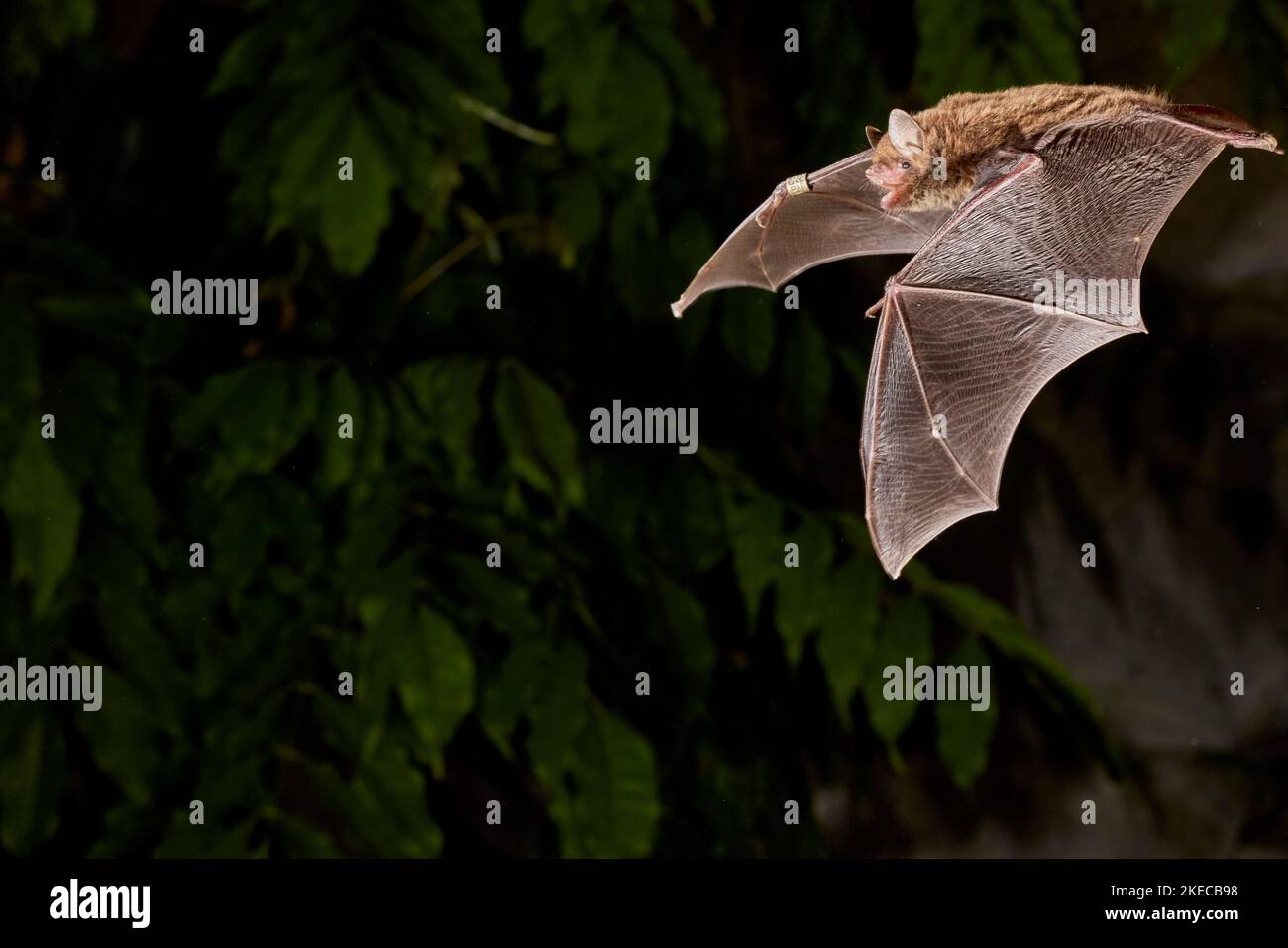 Daubenton's bat, Myotis daubentonii, in flight Stock Photo - Alamy