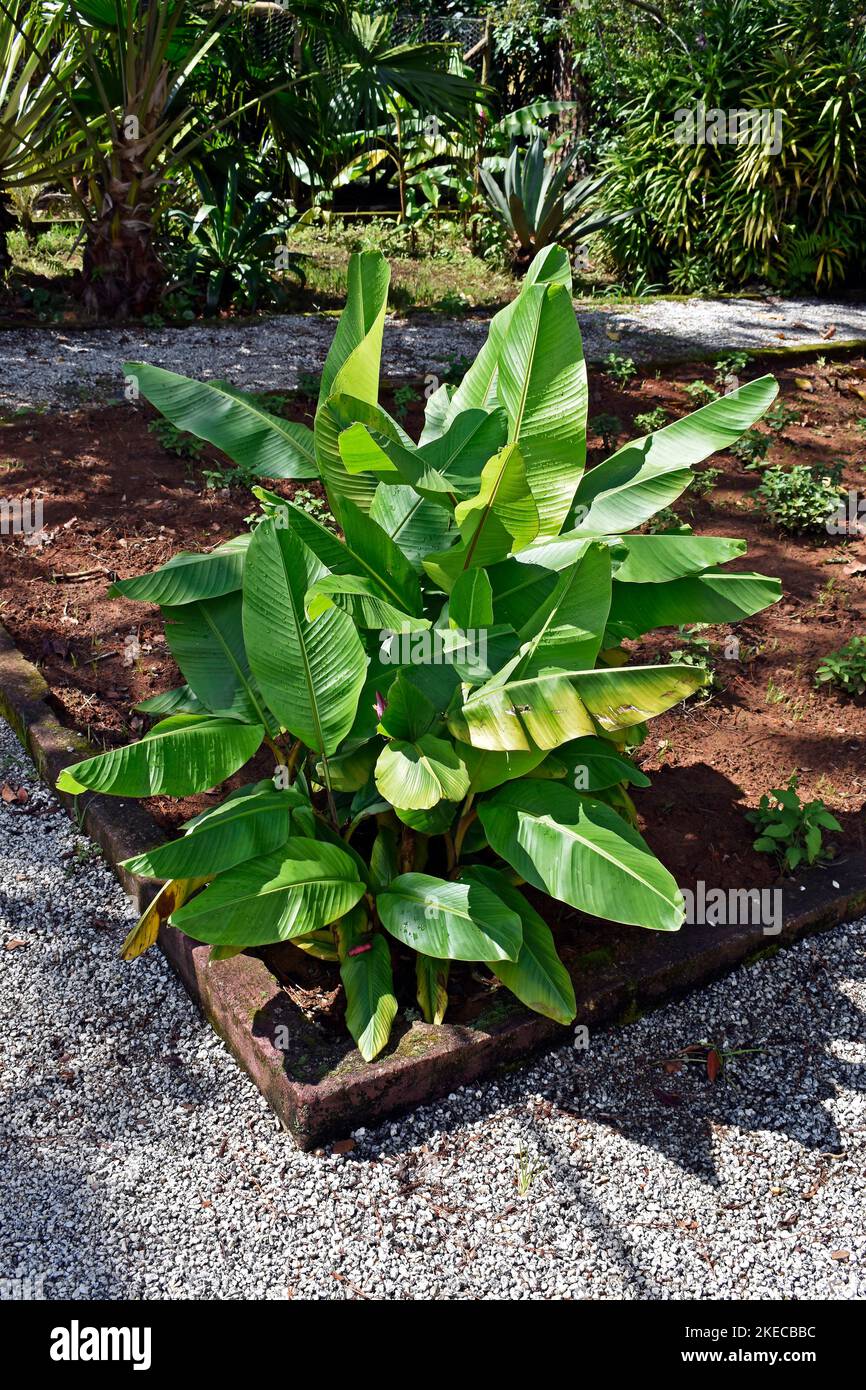 Young banana trees on the farm in Teresopolis, Rio de Janeiro, Brazil ...