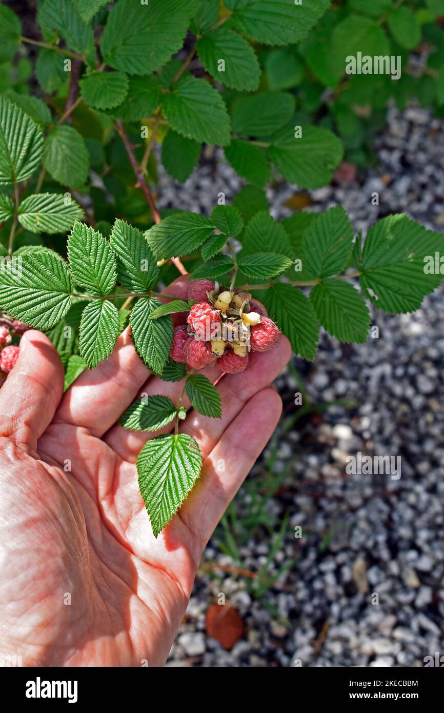 Mysore raspberry hi-res stock photography and images - Alamy