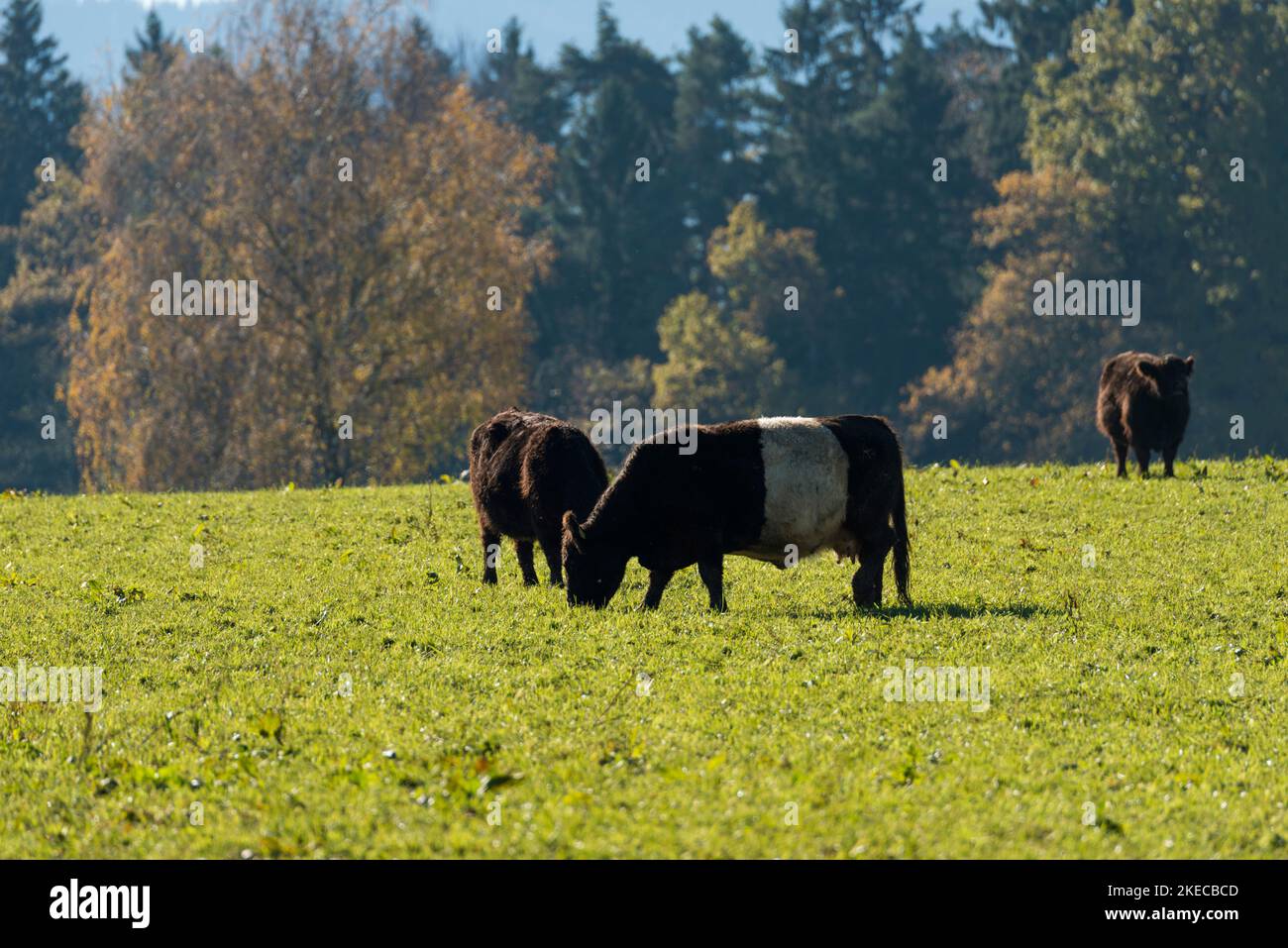 Galloway cattle, cattle, cows, Bavaria, cow pasture, free range Stock ...