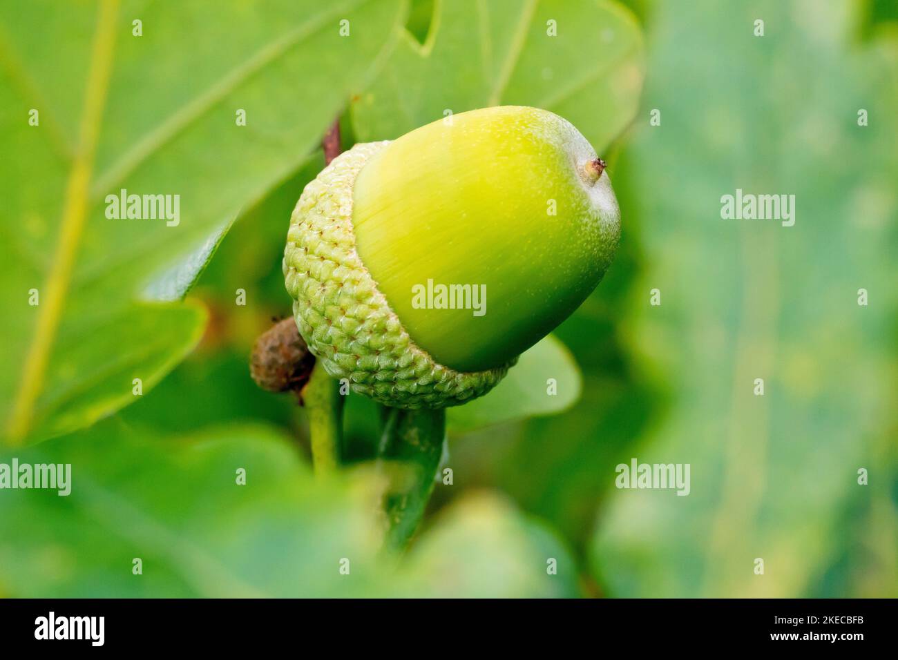 Quercus Marilandica Acorn