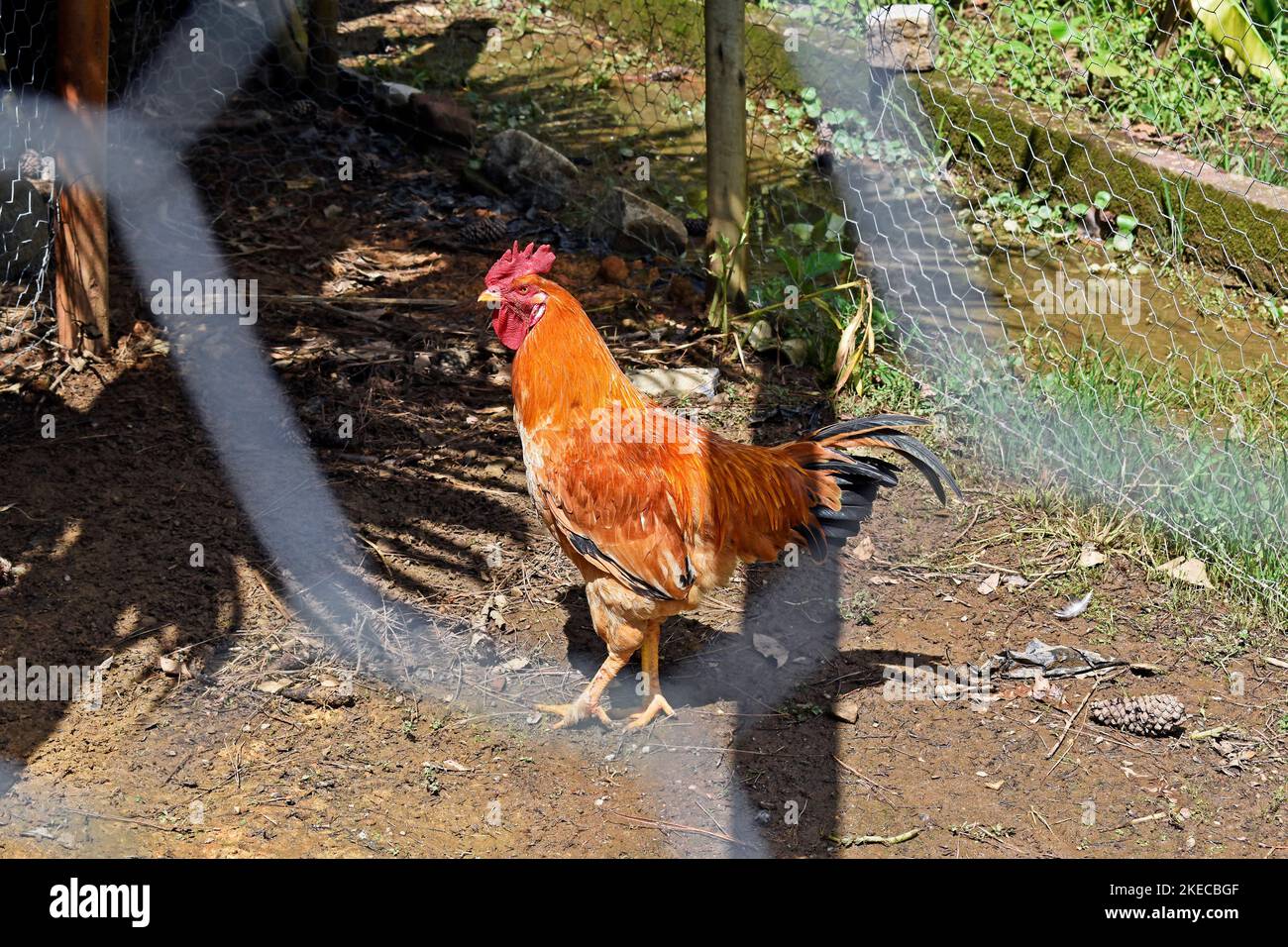 Rooster inside chicken coop on the farm, Teresopolis, Rio de Janeiro ...