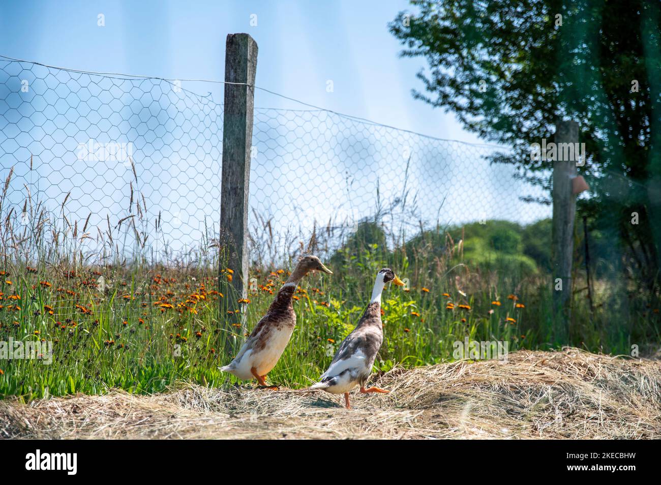 Free range ducks hi-res stock photography and images - Alamy