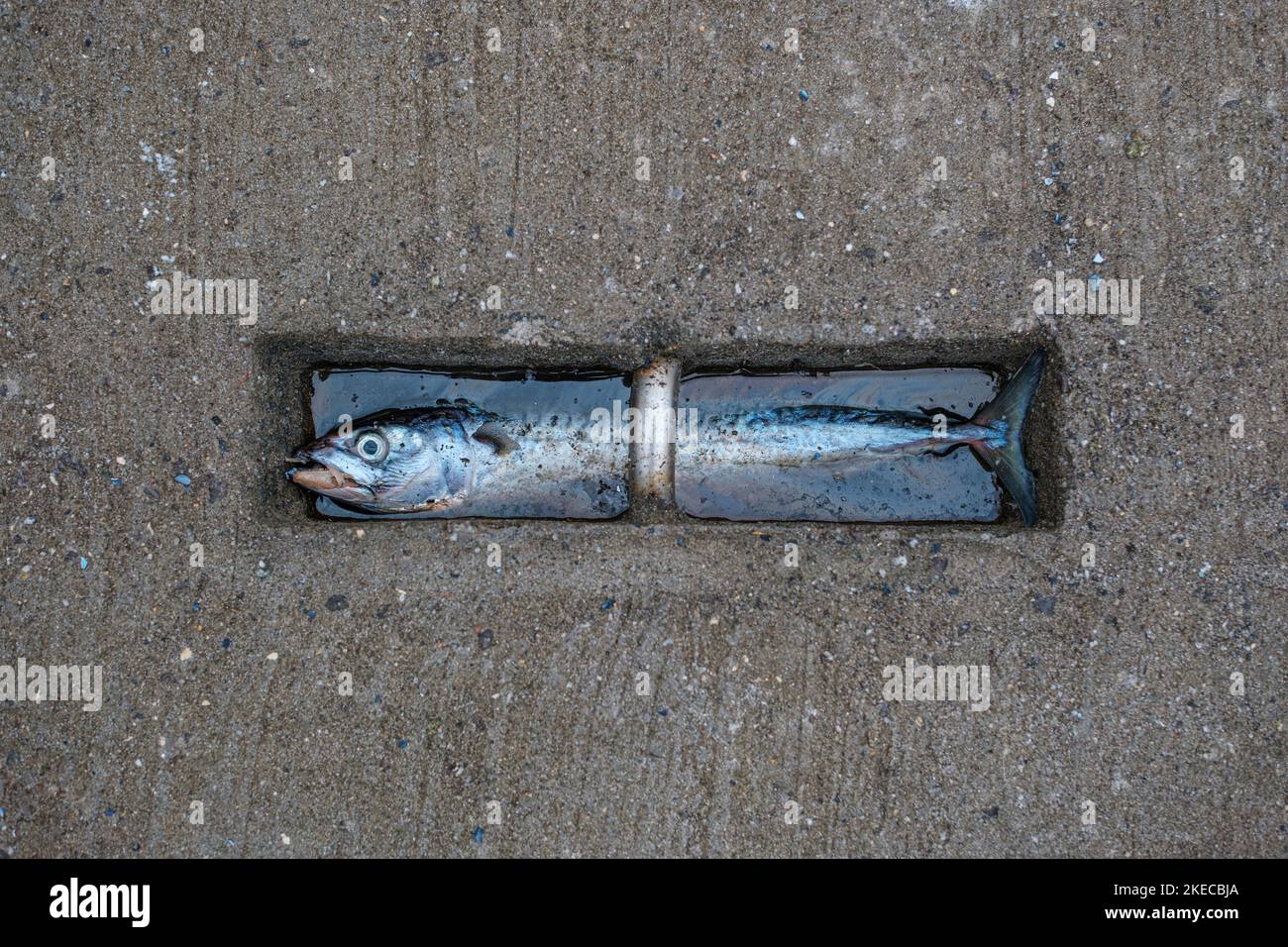 Mackerel in concrete slab Stock Photo - Alamy