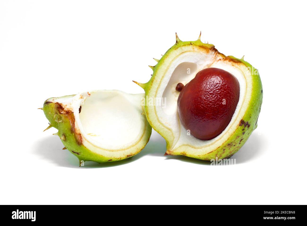 Conker aesculus hi-res stock photography and images - Alamy