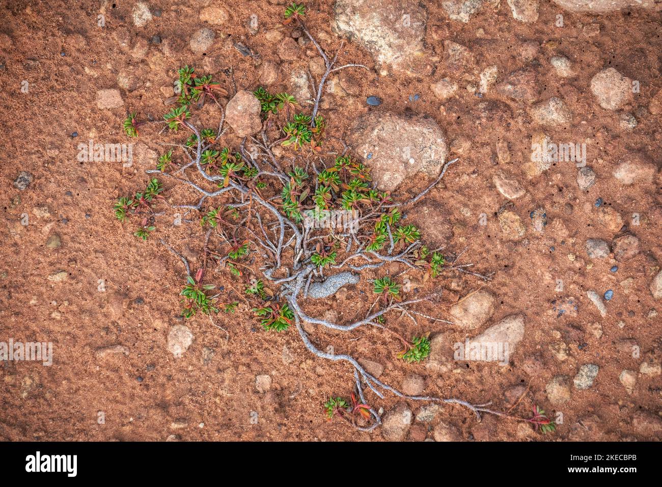 Terrarossa soil hi-res stock photography and images - Alamy