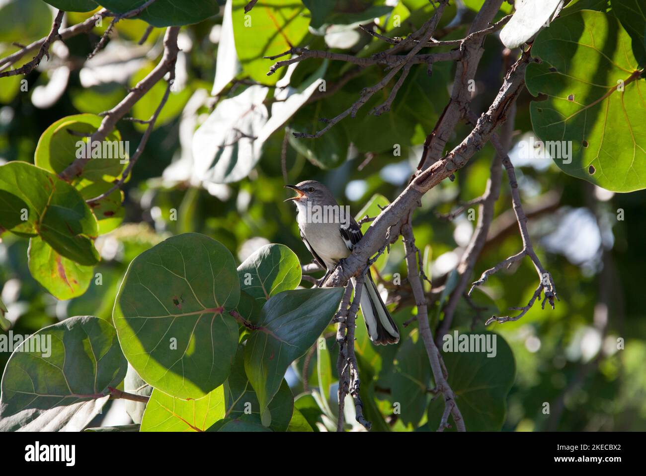 The little bird on a tree branch singing on Grand Bahama island Stock ...