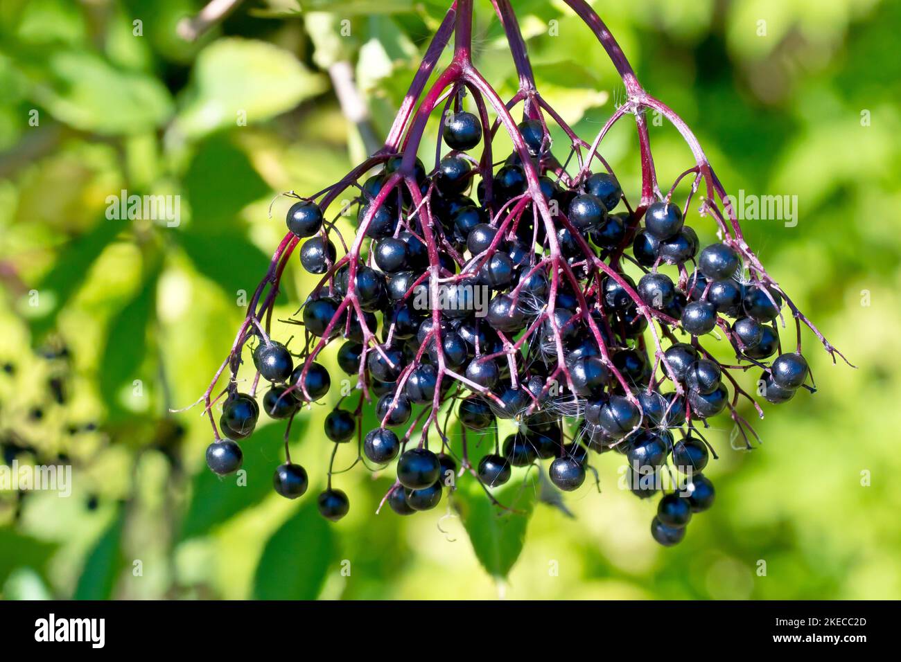 Elder, Elderflower or Elderberry (sambucus nigra), close up of a large ...