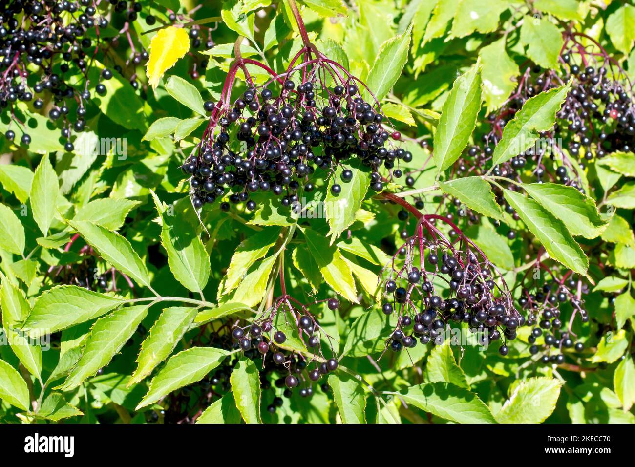 Elder, Elderflower or Elderberry (sambucus nigra), close up of several ...