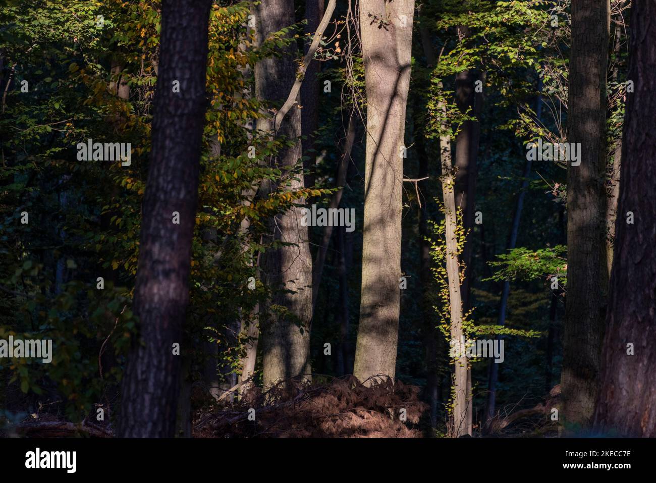 Deciduous forest with copper beech, trees, forest in autumn Stock Photo ...