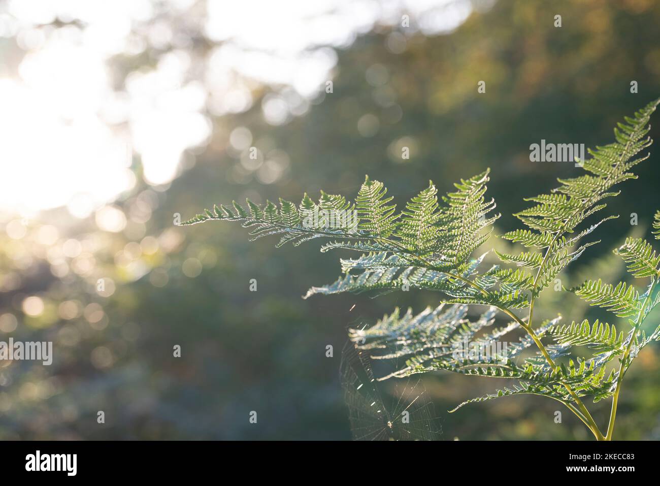Eagle fern backlit Stock Photo - Alamy