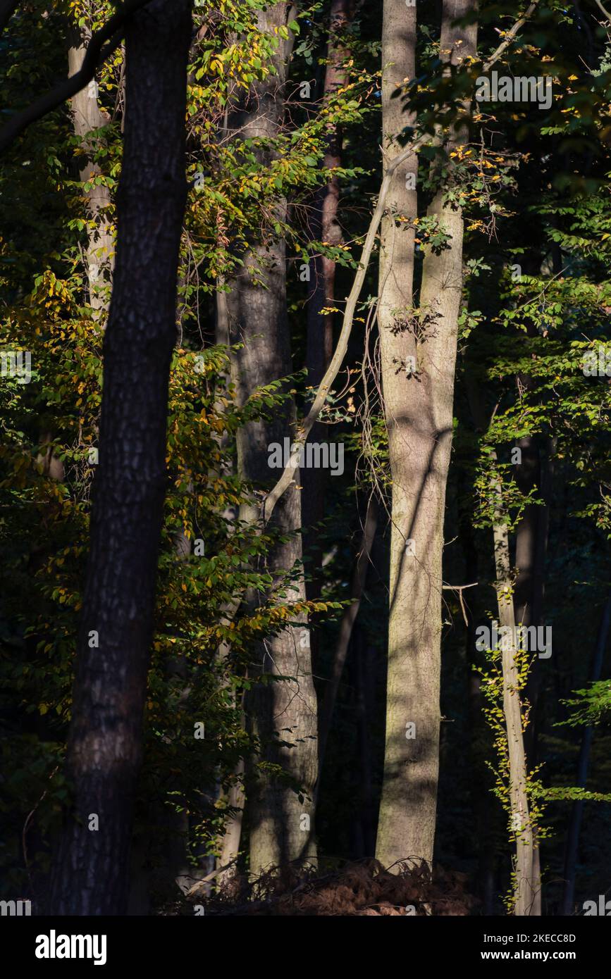 Deciduous forest with copper beech, trees, forest in autumn Stock Photo ...