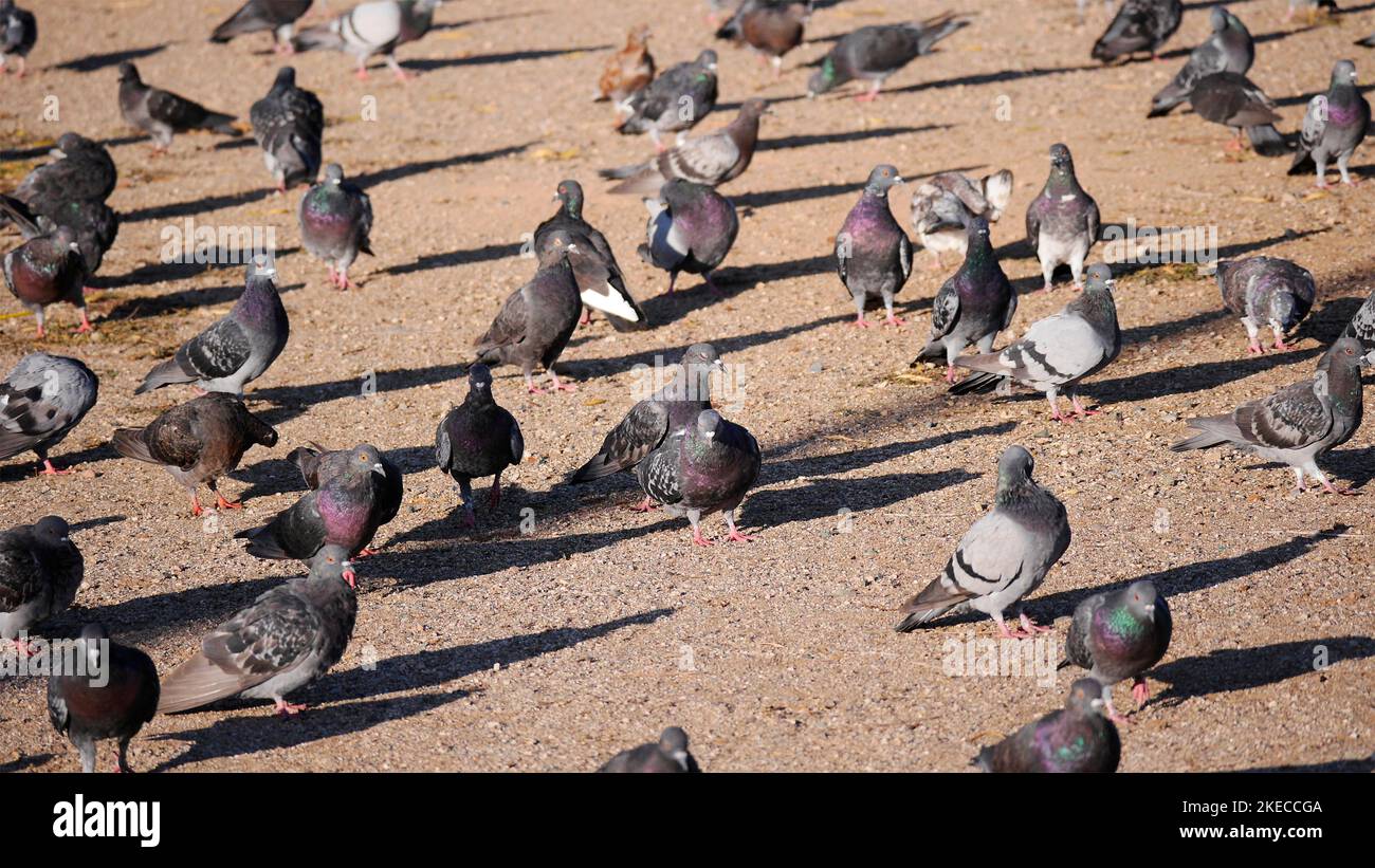 Pigeons on ground hi-res stock photography and images - Alamy