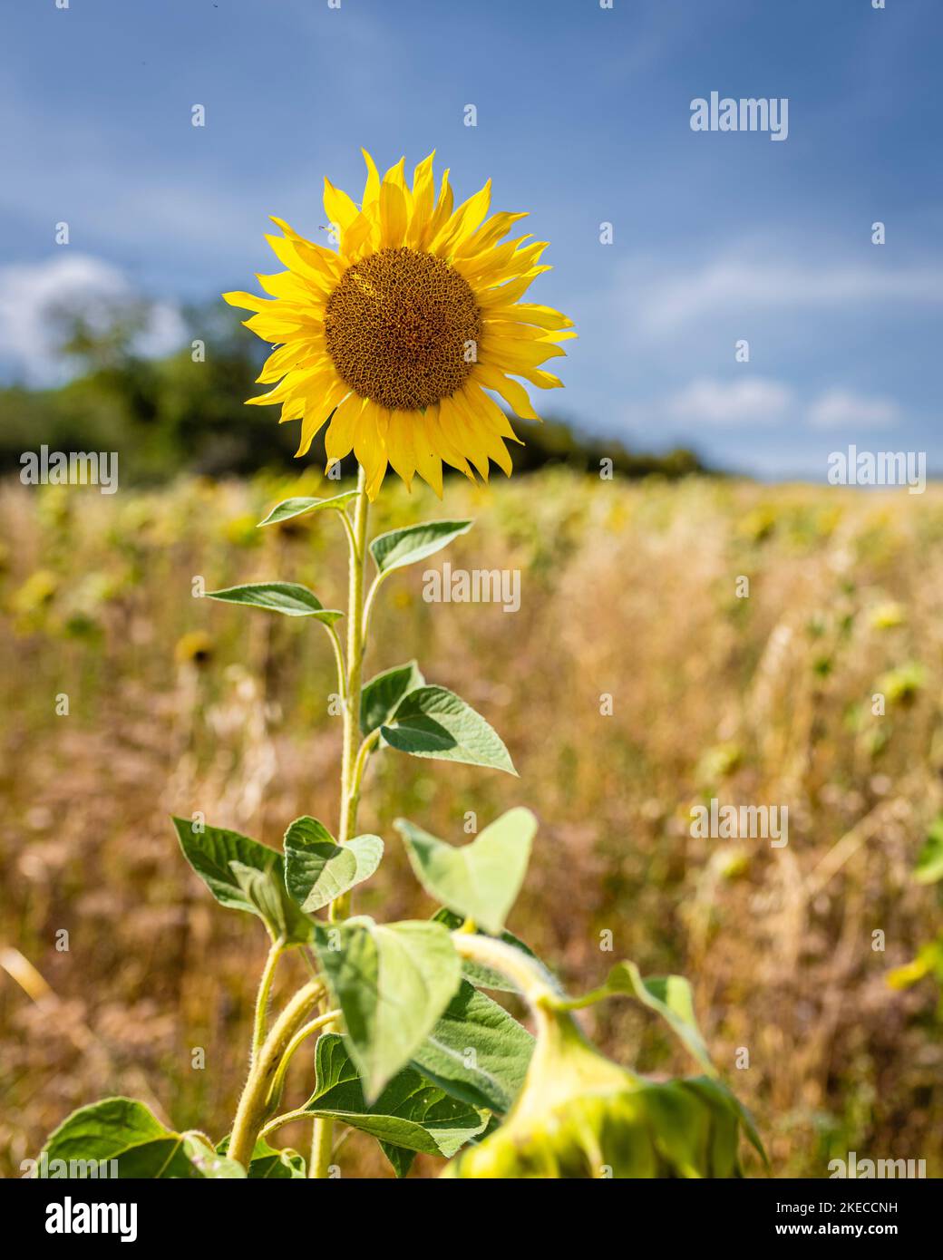 Single sunflower hi-res stock photography and images - Alamy