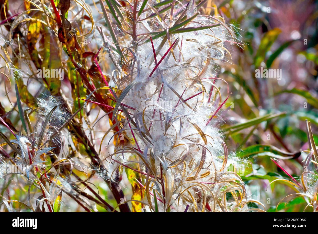 Rosebay willowherb epilobium angustifolium autumn hi-res stock ...