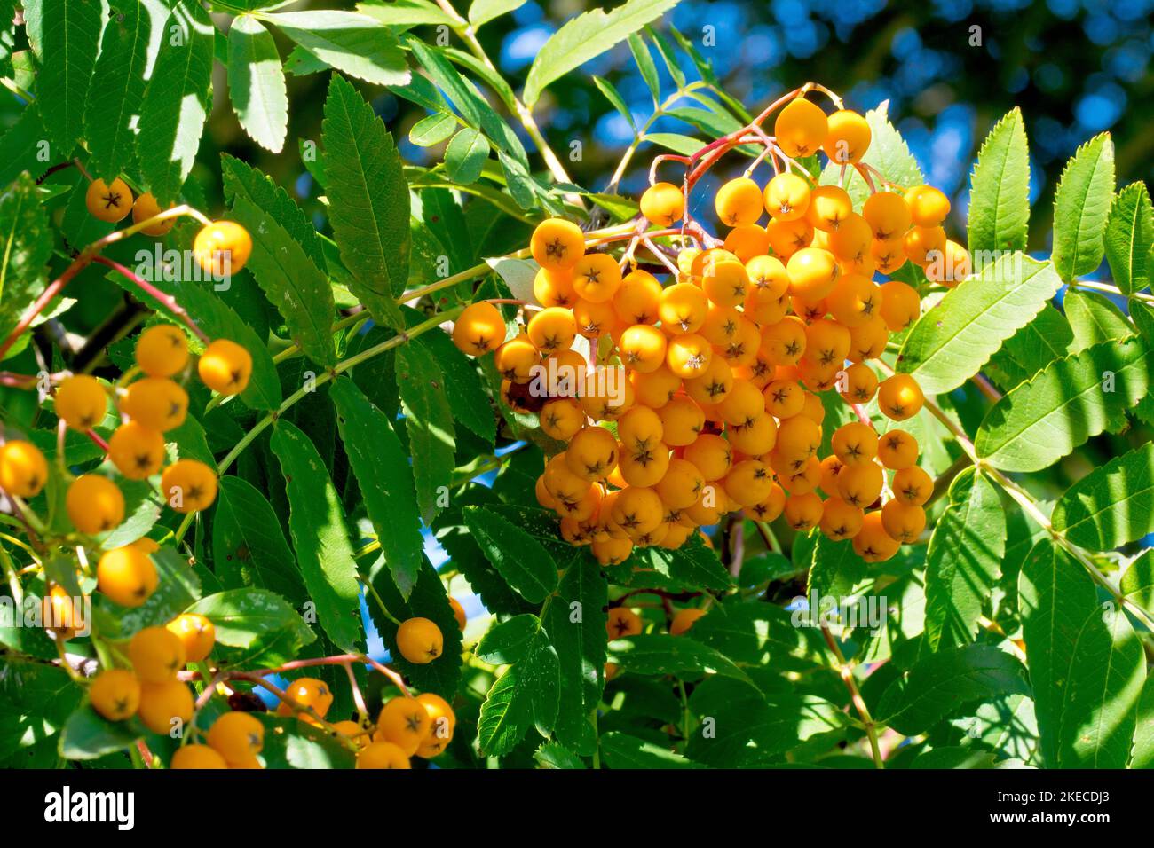 Rowan or Mountain Ash (sorbus aucuparia), close up of the berries ...