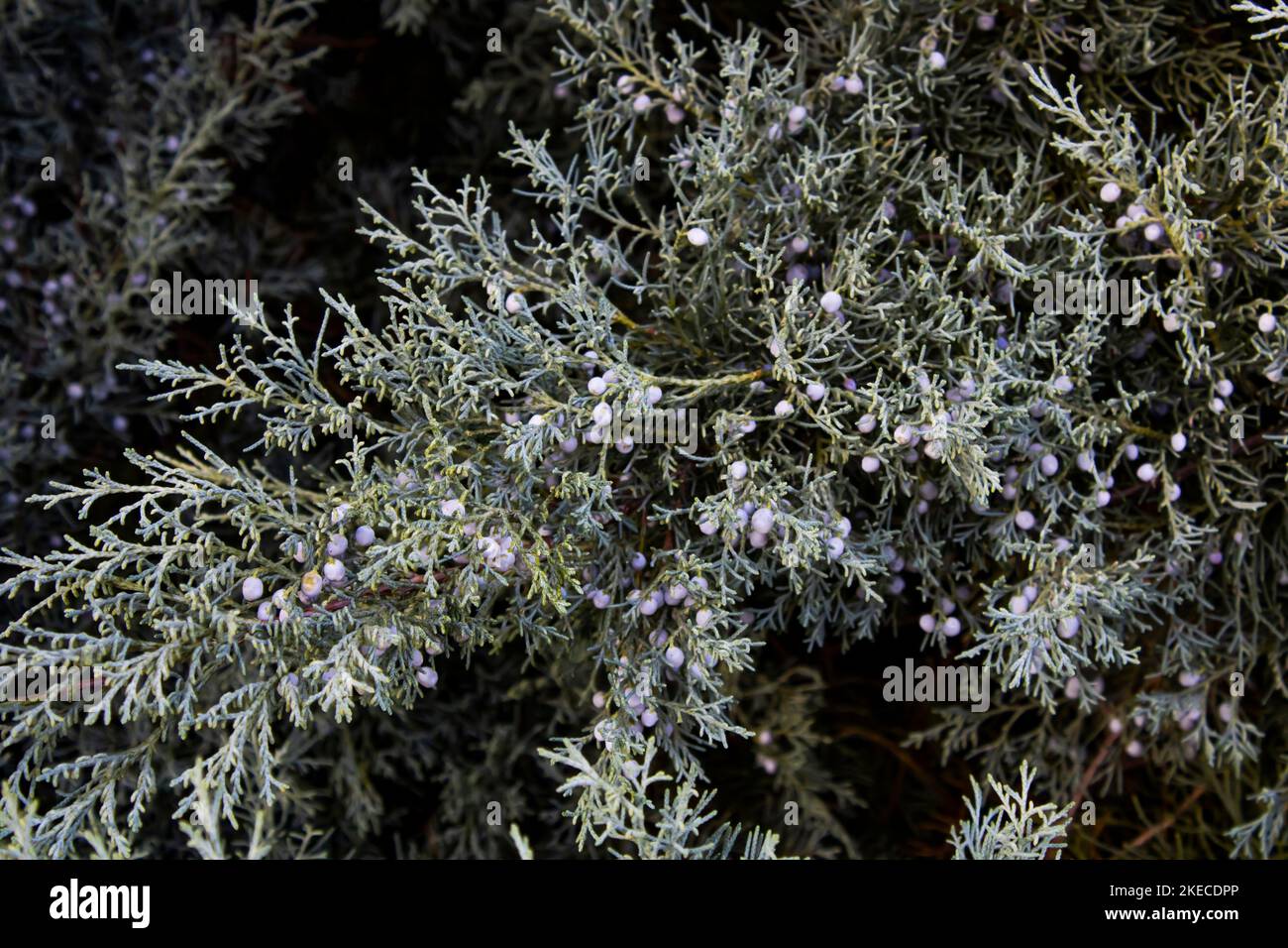 Juniper plants hi-res stock photography and images - Alamy