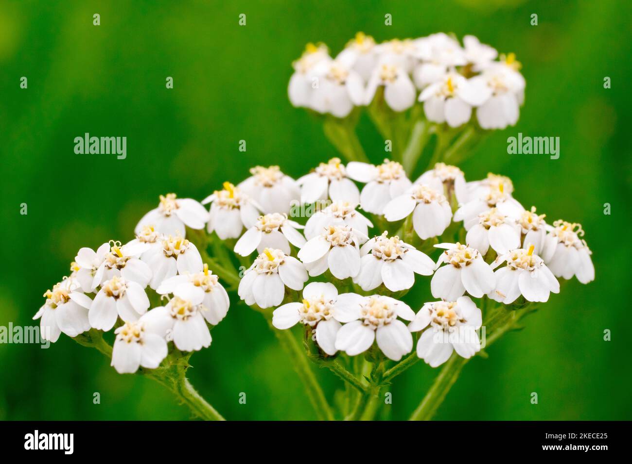 Yarrow (achillea millefolium), close up showing the flat flowerhead and ...