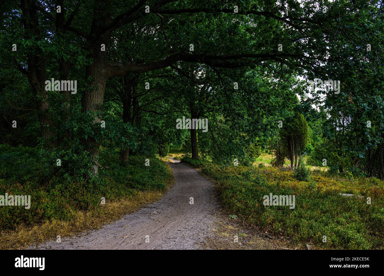 Hiking trail at Totengrund, Lüneburg Heath Nature Park, Lower Saxony ...