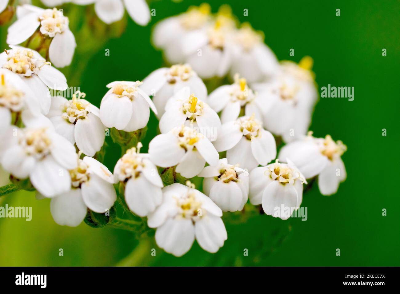 Yarrow (achillea millefolium), close up showing the flat flowerhead and ...