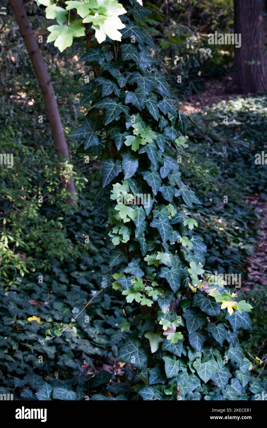 Hedera helix , running ivy on the tree Stock Photo - Alamy