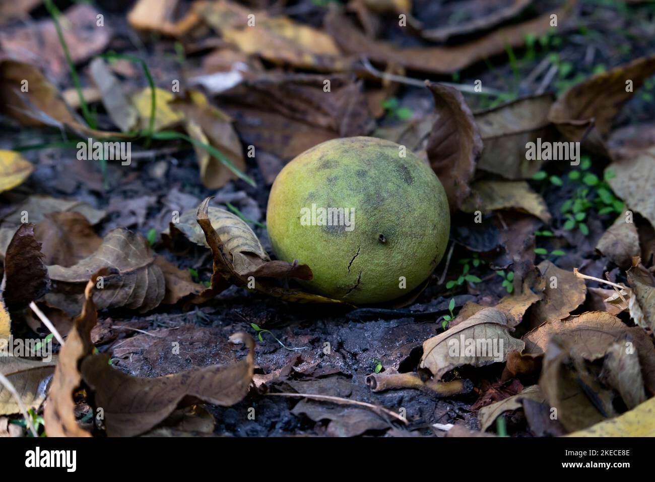Juglans regia ,Juglans ,Walnut Stock Photo - Alamy