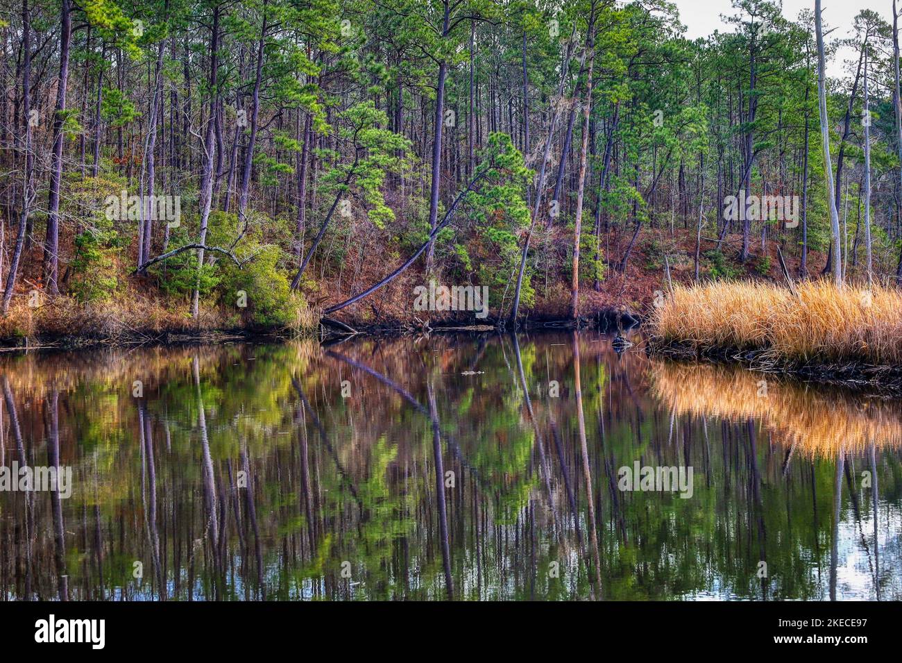 A beautiful view of tall trees reflecting on water lake in Brunswick ...