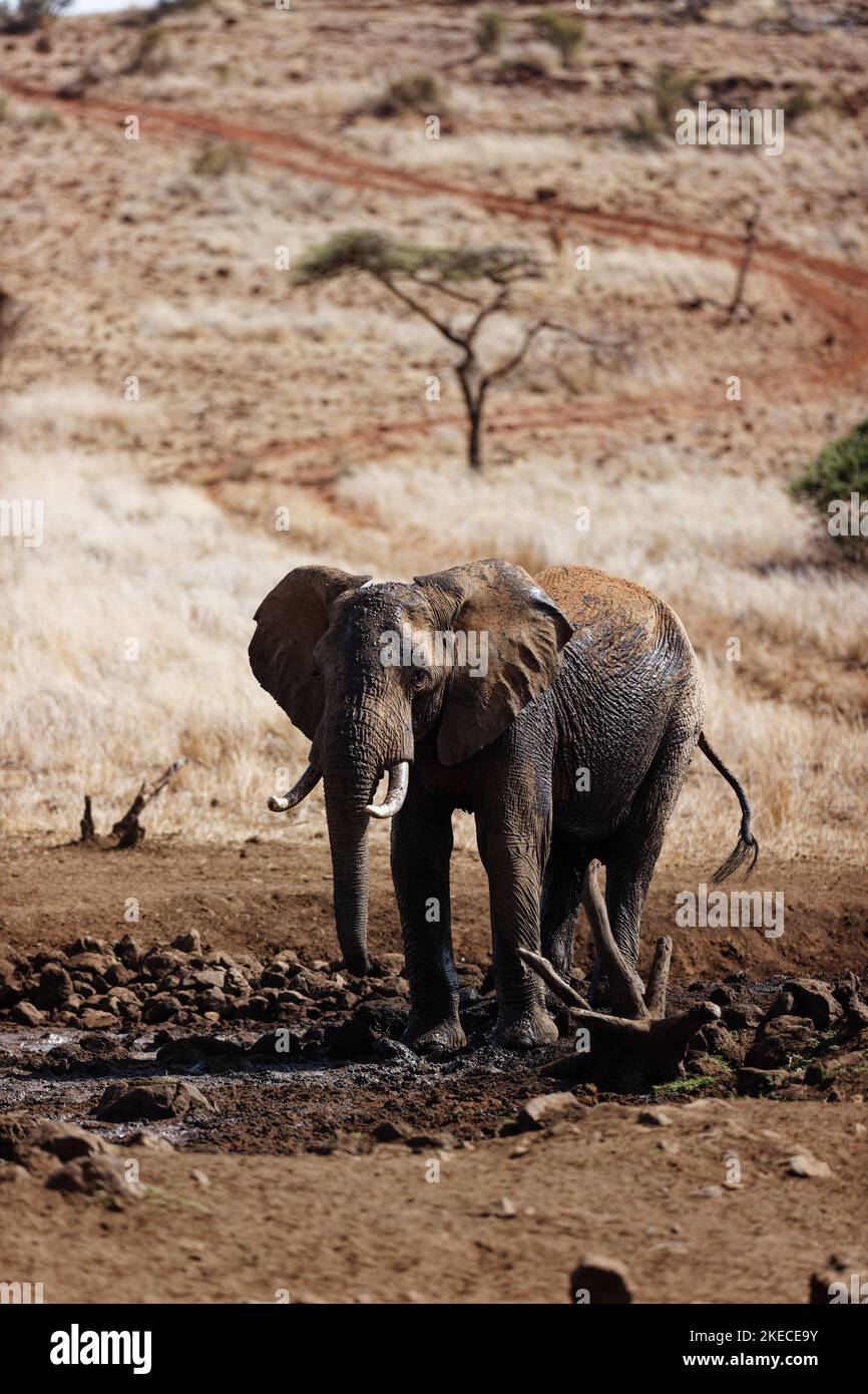 Lewa conservancy elephant hi-res stock photography and images - Alamy