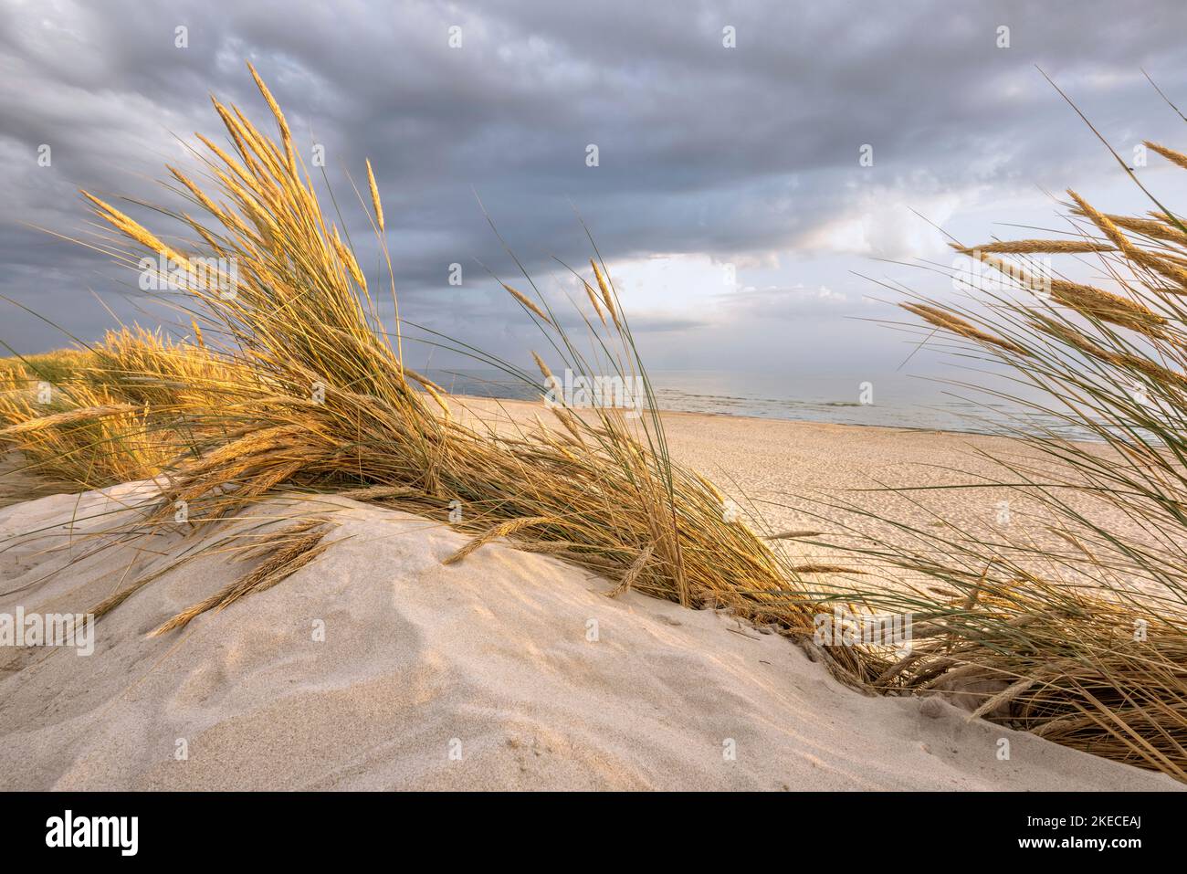 Grass in the sand dunes on the beach of Skallingen near Blavand in ...