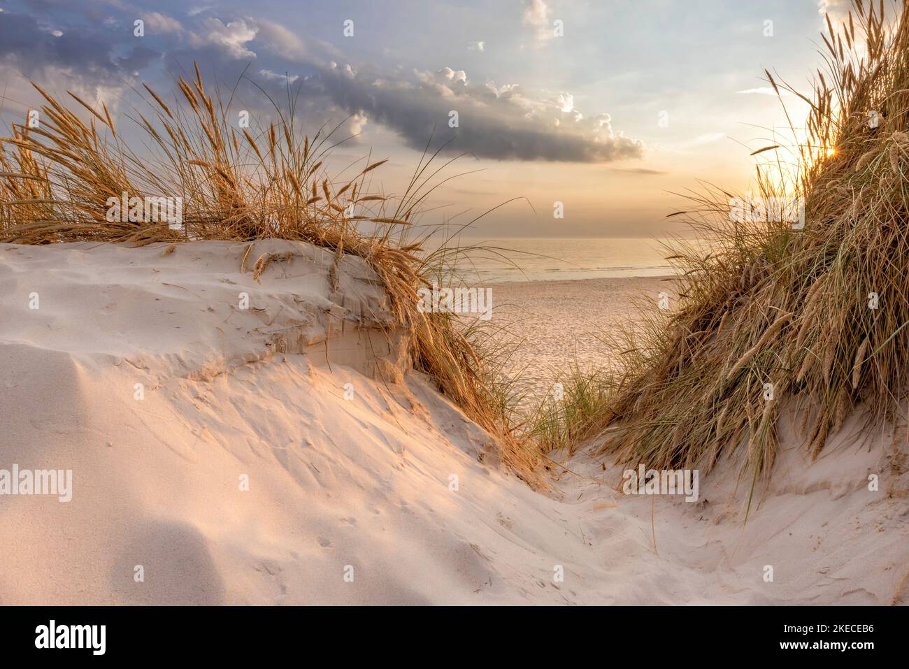Grass in the sand dunes on the beach of Skallingen near Blavand in ...