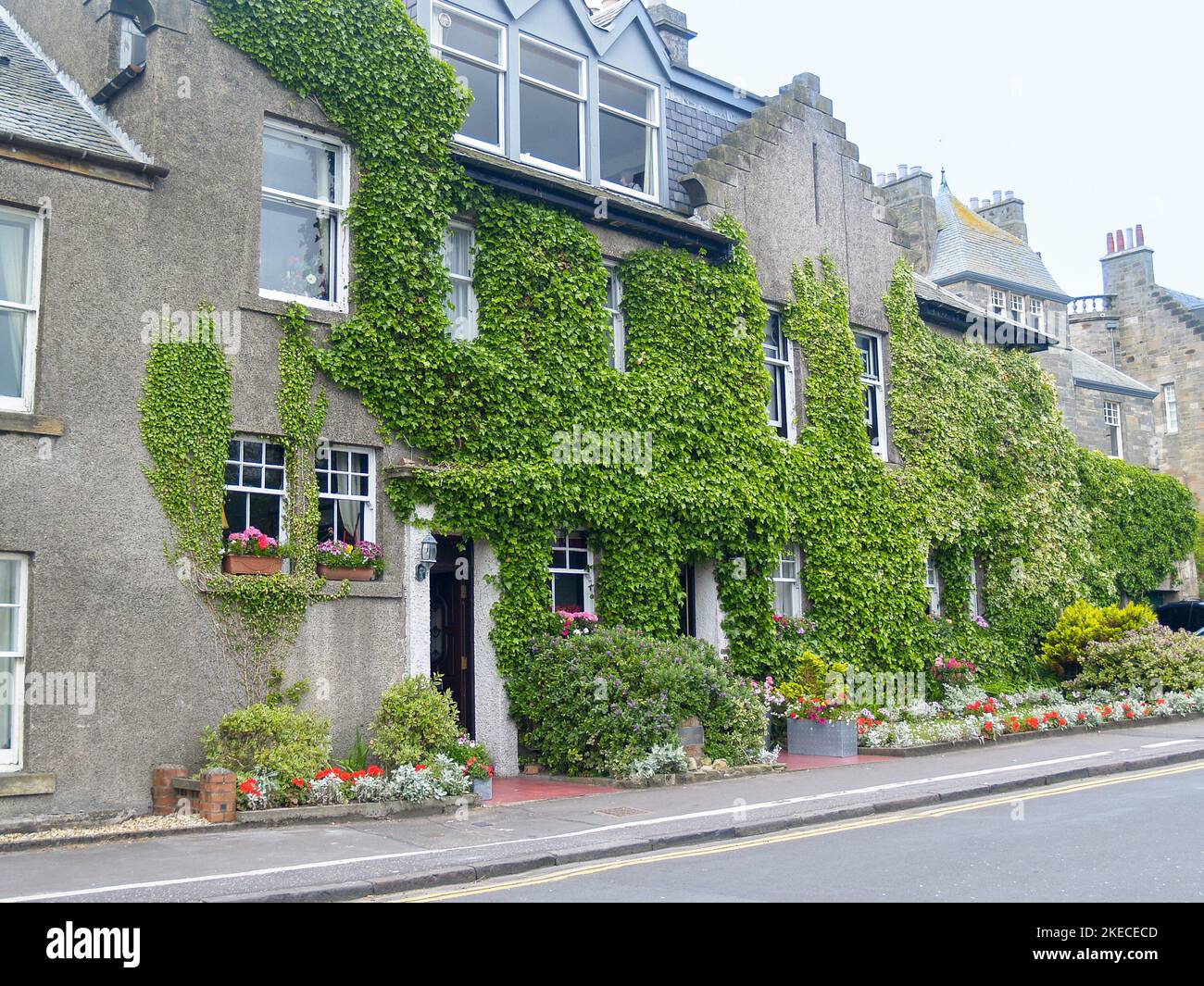 Street scene residences with wall covered with green ivy in Scotland ...