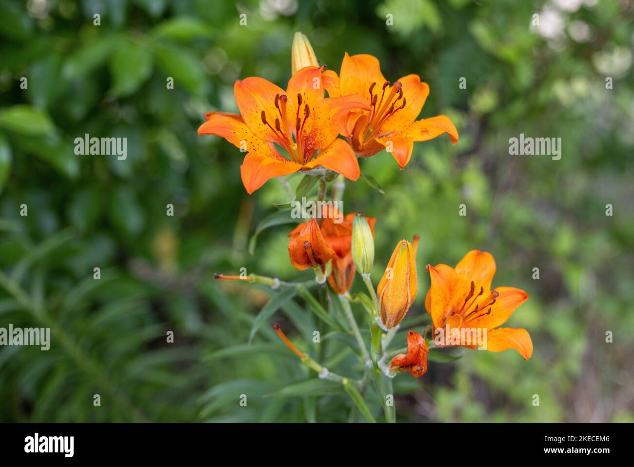 Blooming fire lilies on the field lily trail in Govelin in the Wendland ...