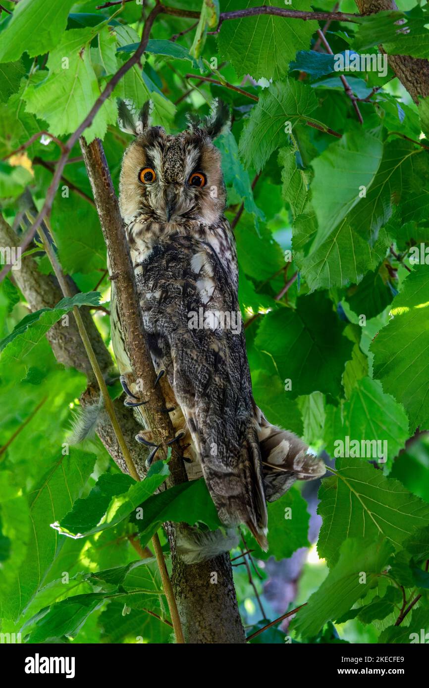Long-eared owl sitting in hazel bush Stock Photo - Alamy